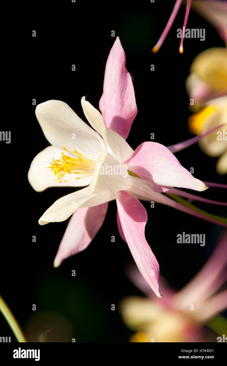 Columbine, Schreiners Iris Gardens, Keizer, Oregon Stock Photo - Alamy