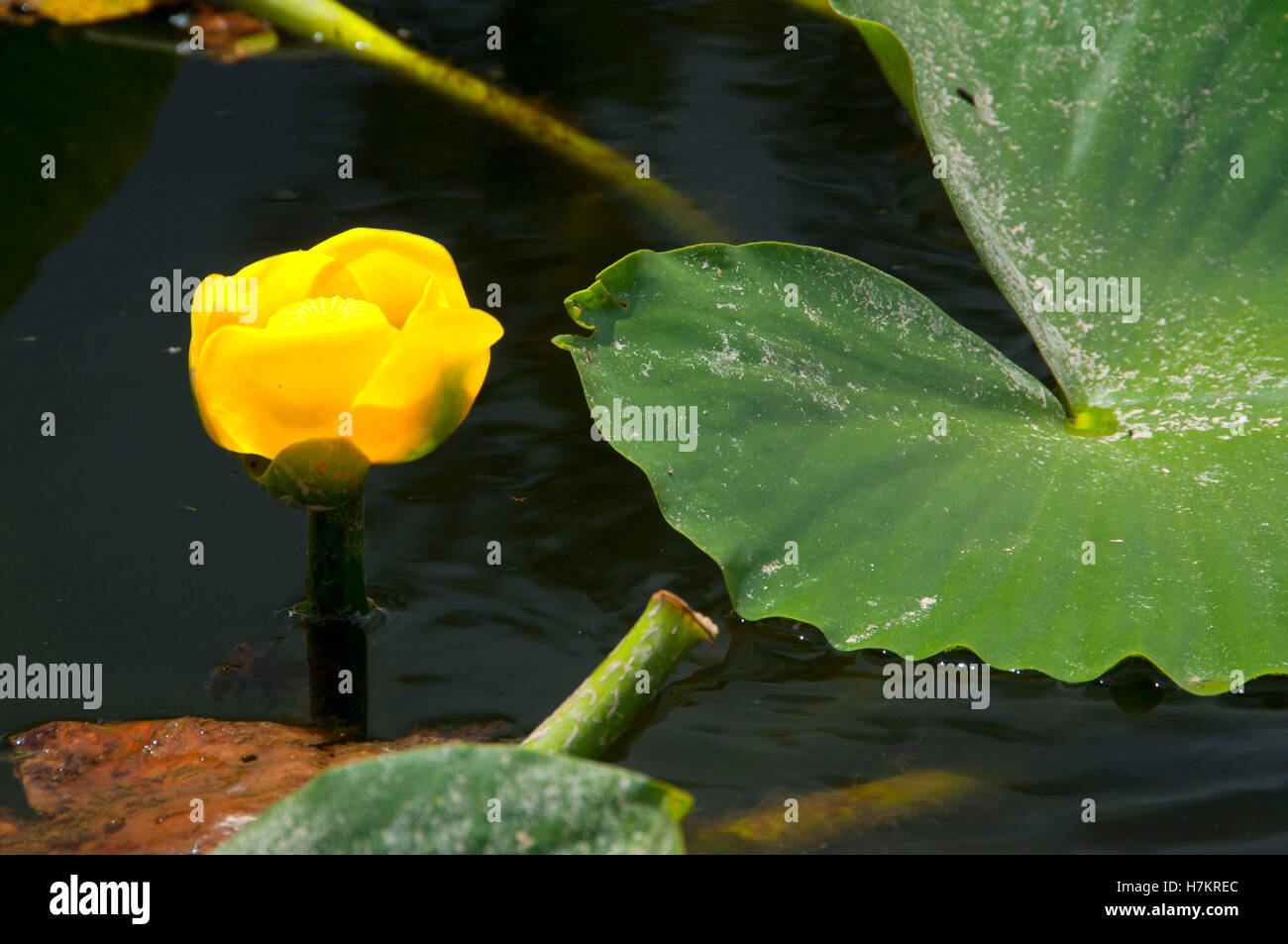 Cow lily, Willamette Mission State Park, Oregon Stock Photo - Alamy