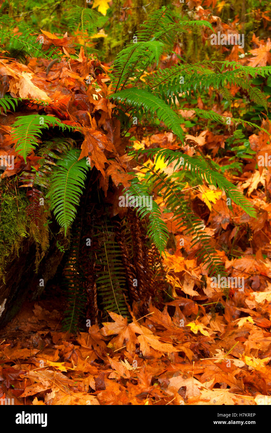 Western sword fern (Polystichum munitum), North Santiam State Park ...