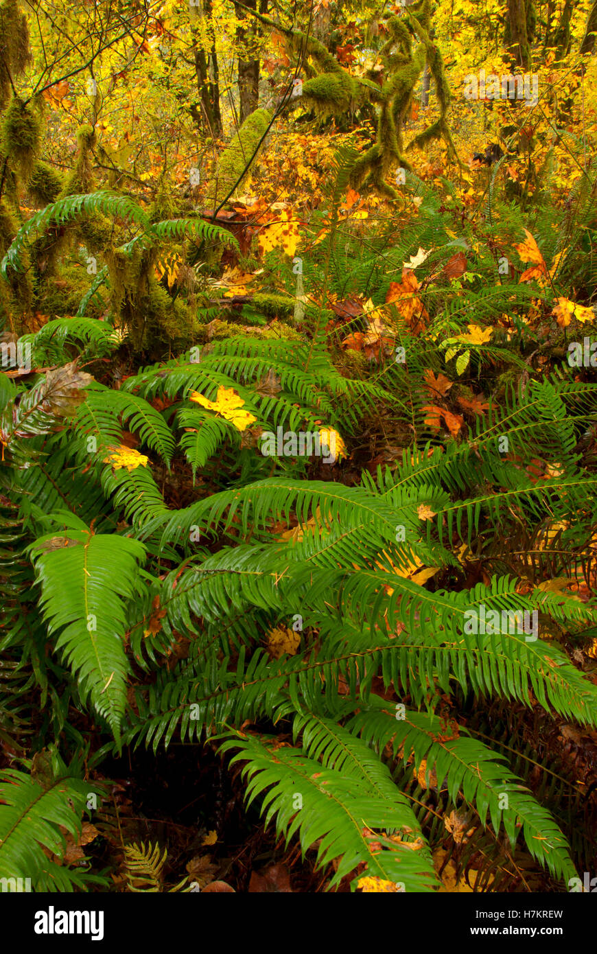Sword fern hi-res stock photography and images - Alamy