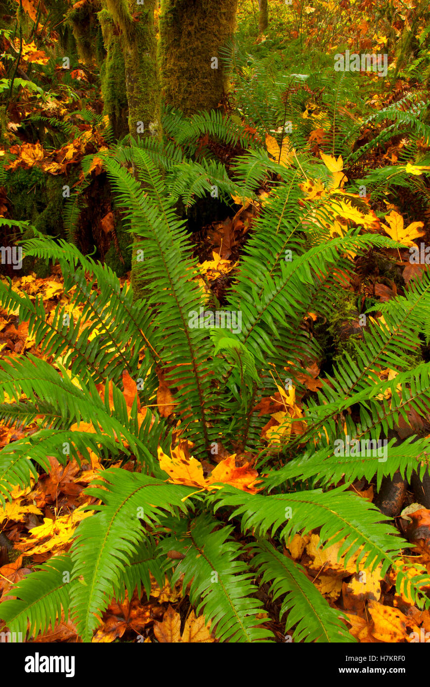 Western sword ferns hi-res stock photography and images - Alamy