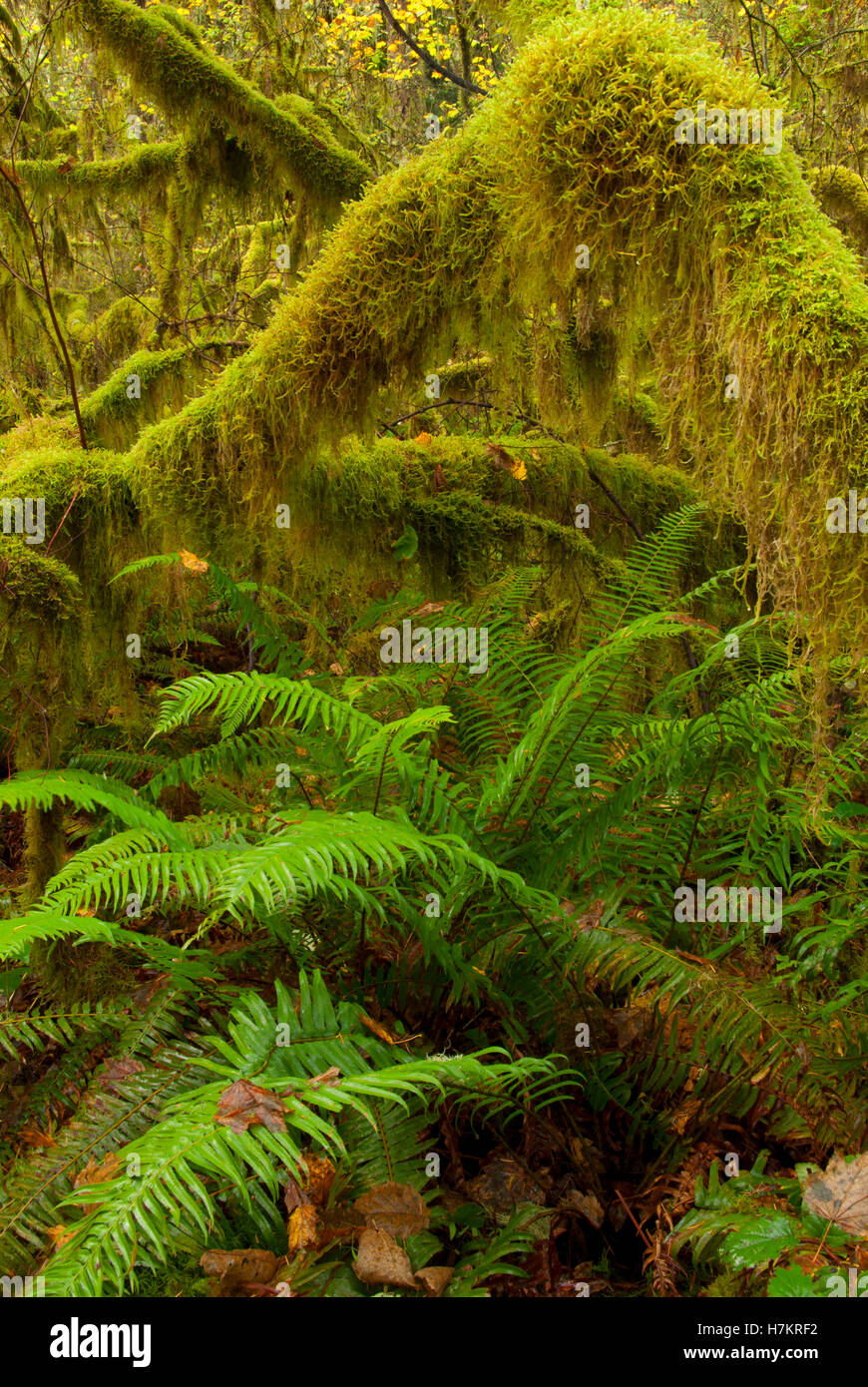 Western sword ferns hi-res stock photography and images - Alamy