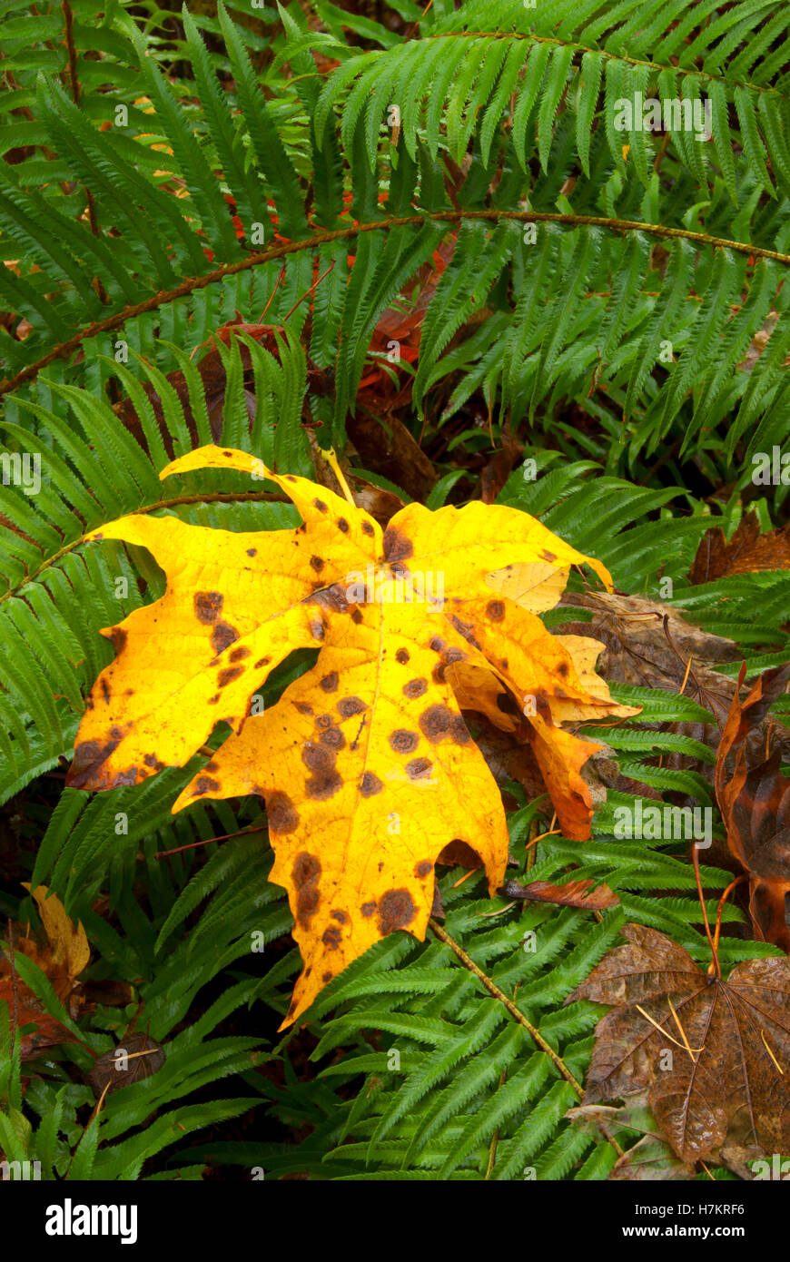 Western sword fern (Polystichum munitum), North Santiam State Park ...