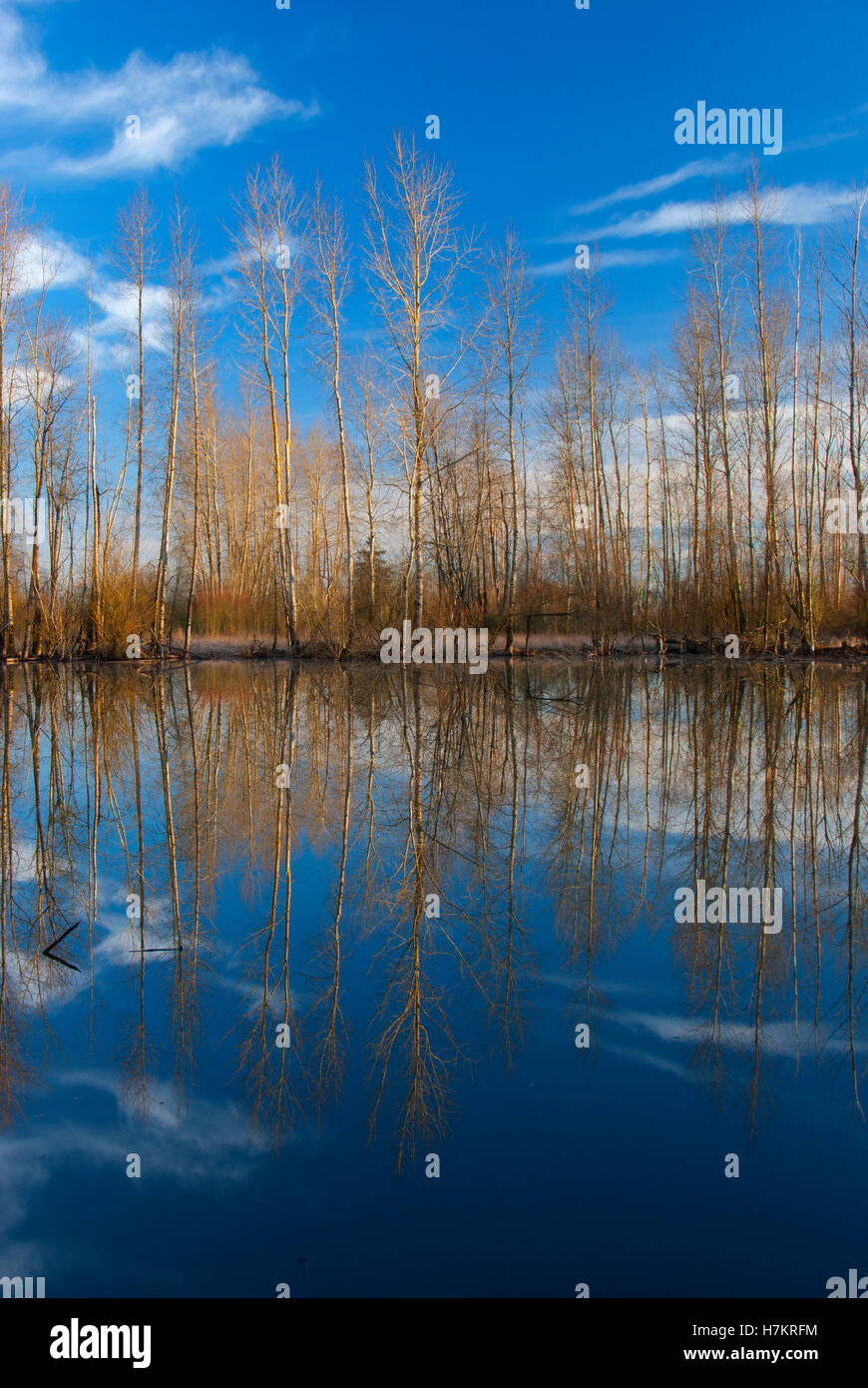 Ponds pond hi-res stock photography and images - Alamy