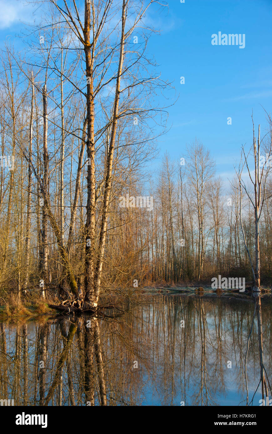 St louis ponds hi-res stock photography and images - Alamy