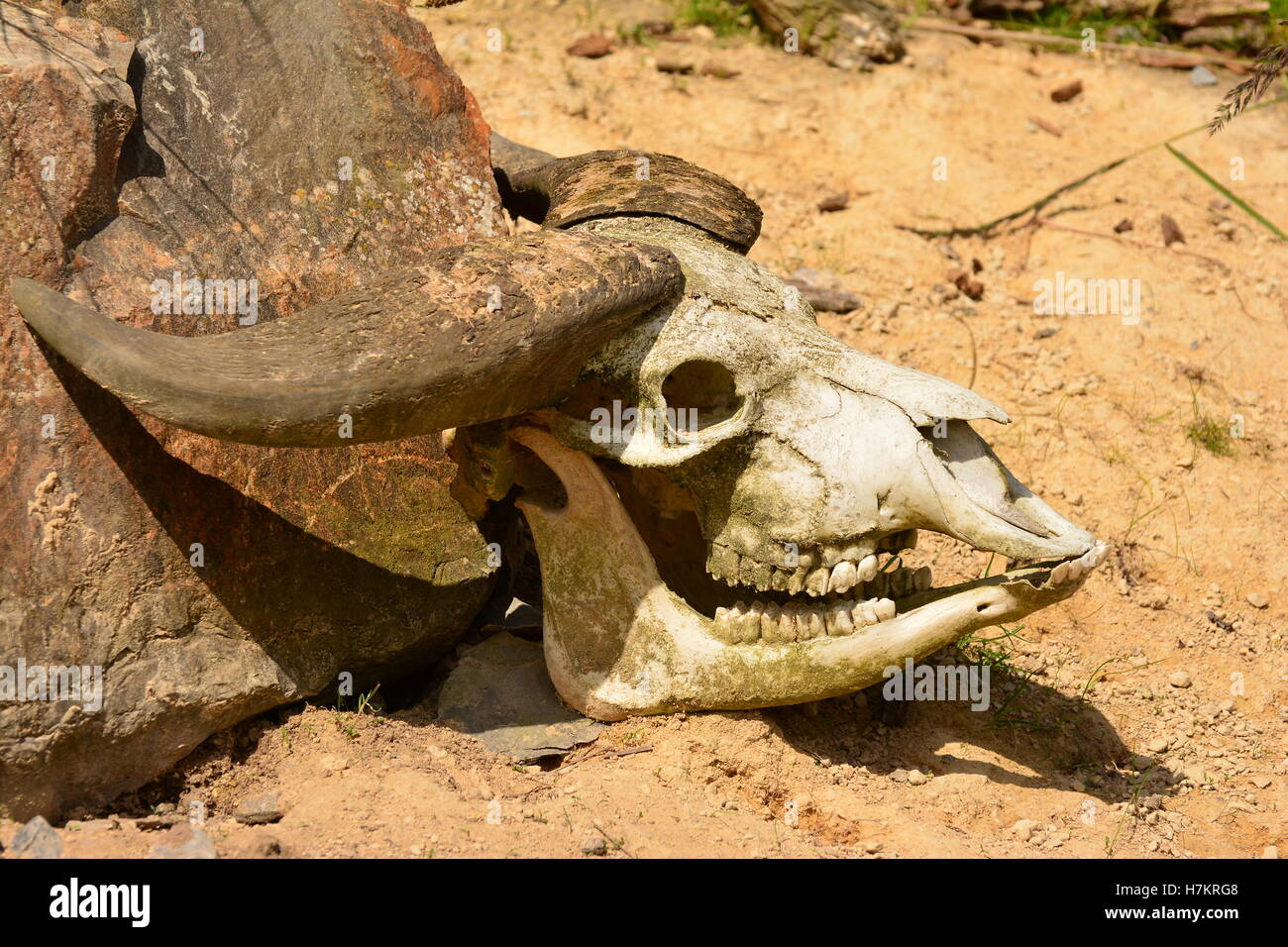 animal skull of wild animal Stock Photo - Alamy