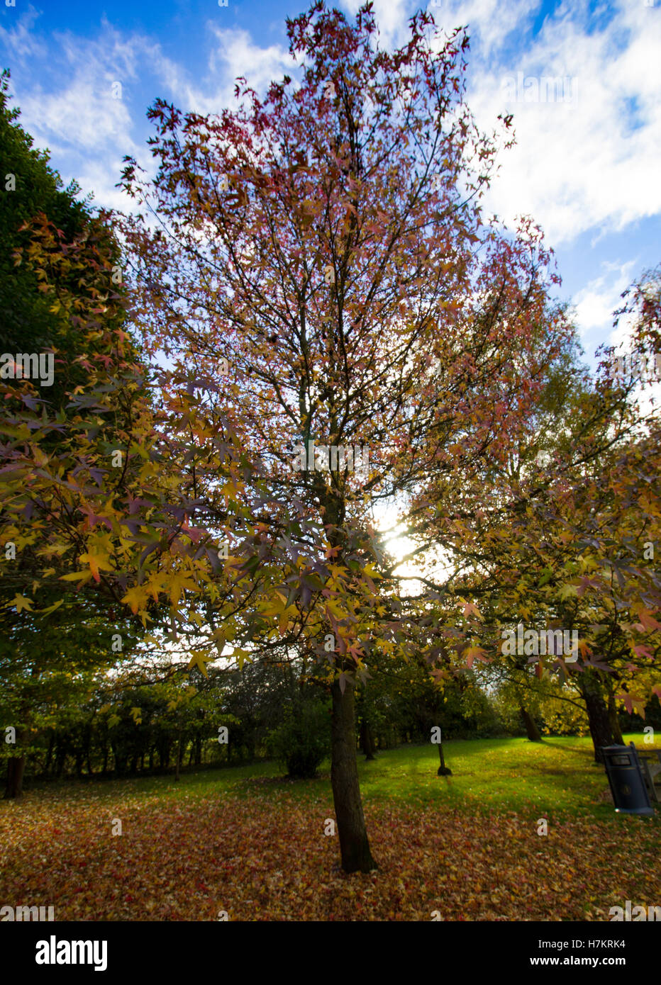 Pretty colourful tree in the Autumn Sunshine as the leaves change ...