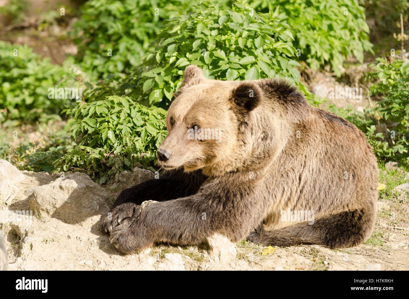 Huge grey hi-res stock photography and images - Alamy