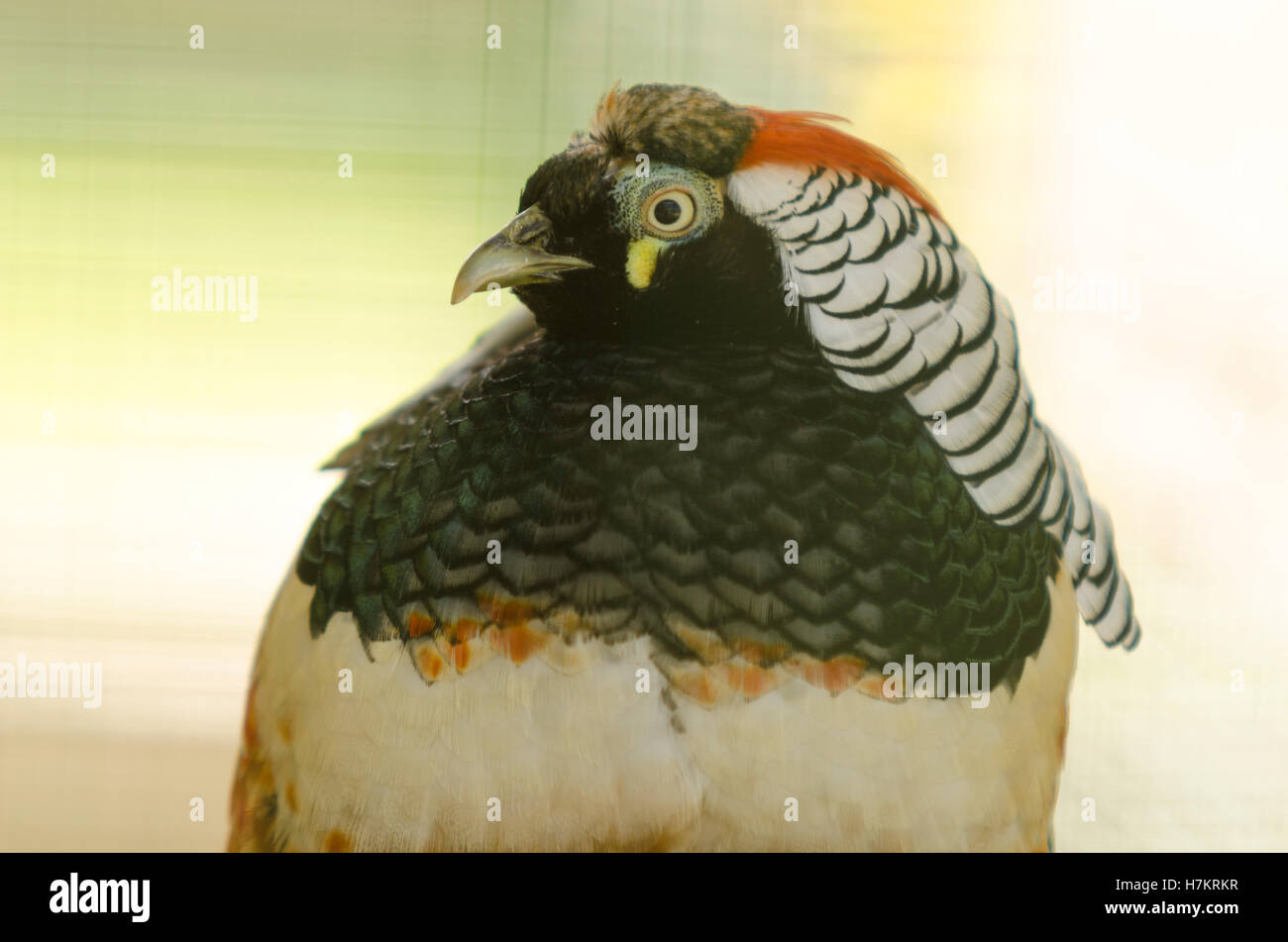 At the wild zoo hi-res stock photography and images - Alamy