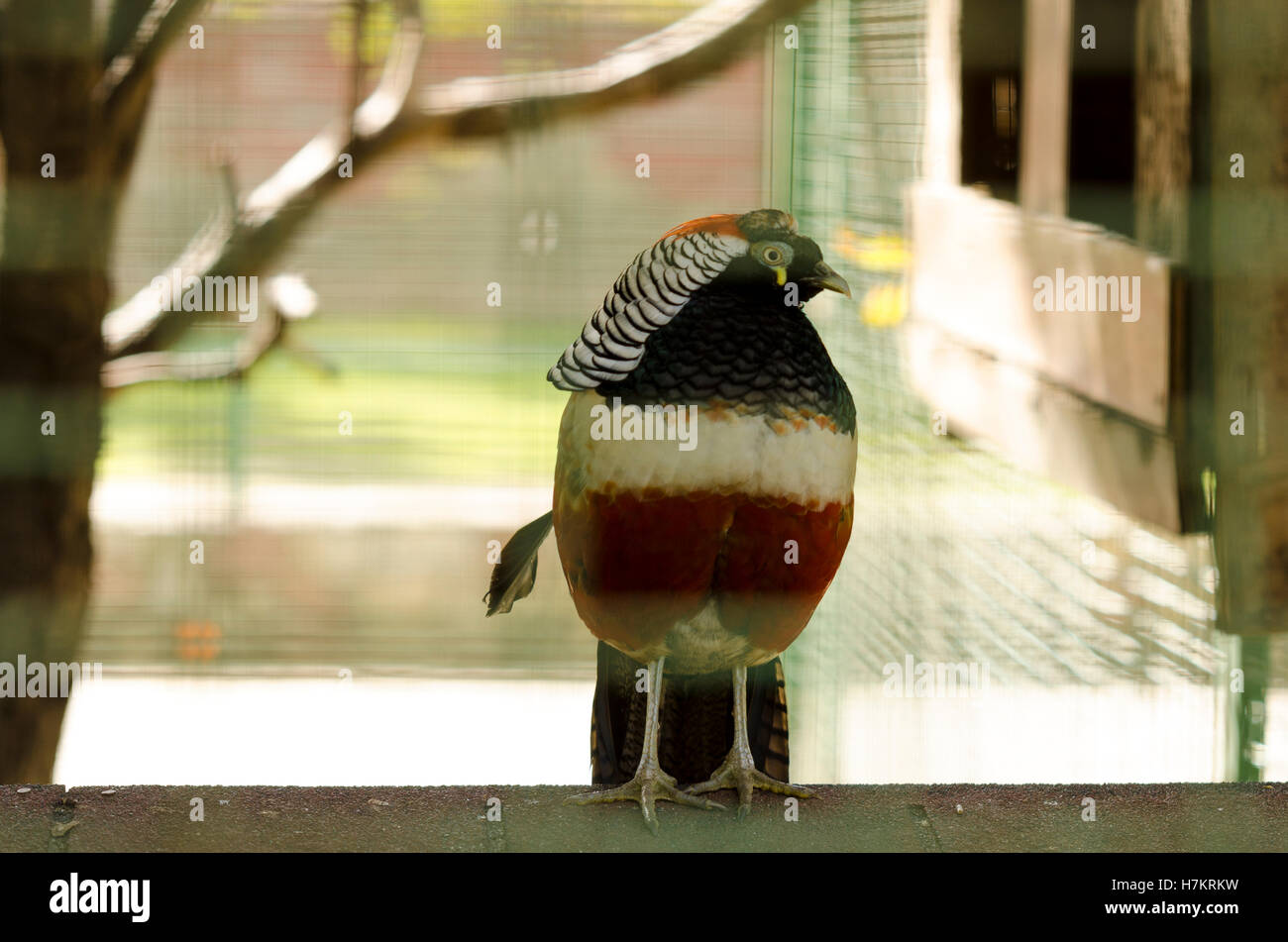 Chicken bird wild hi-res stock photography and images - Alamy