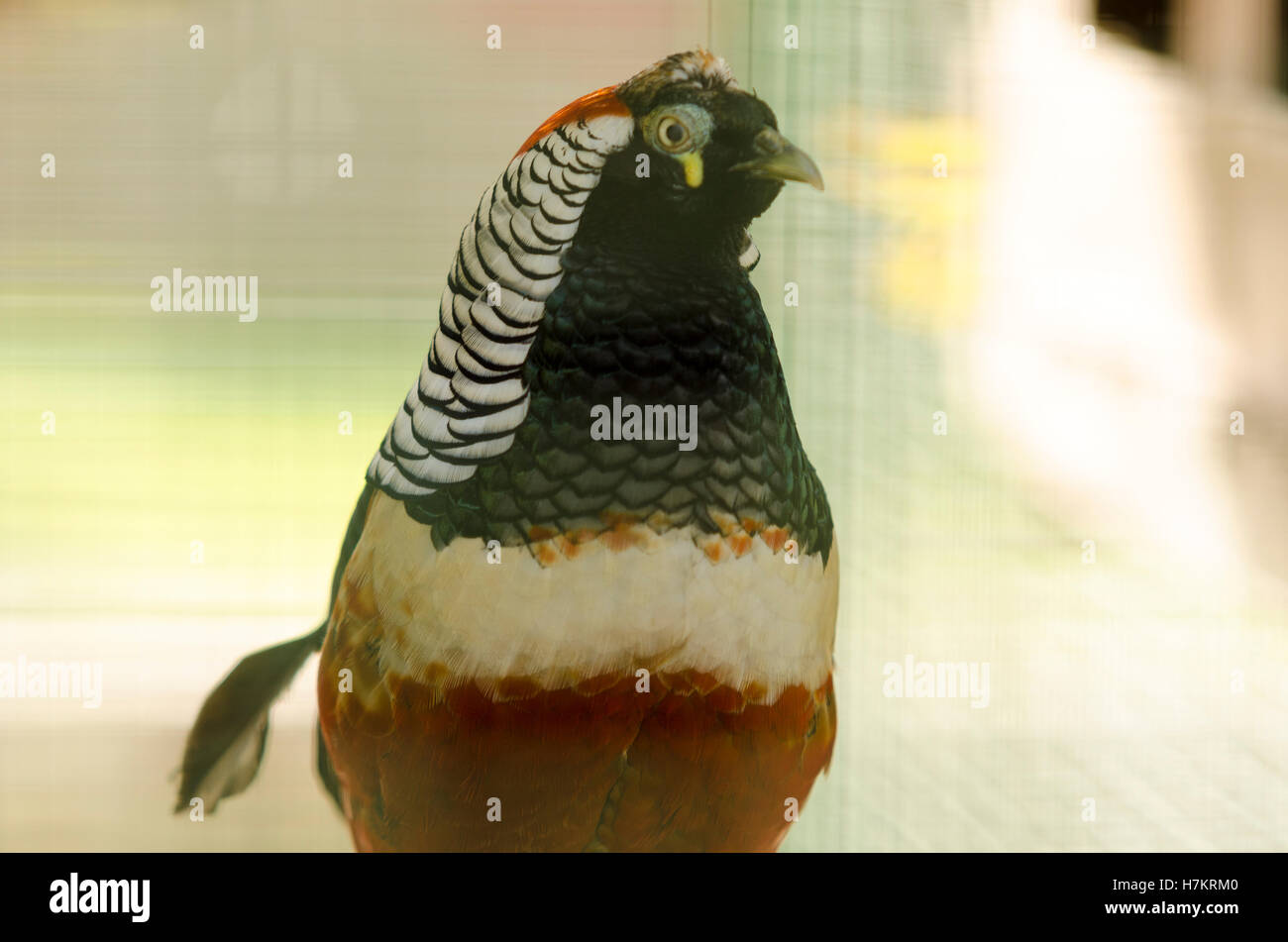 Chicken tail hi-res stock photography and images - Alamy