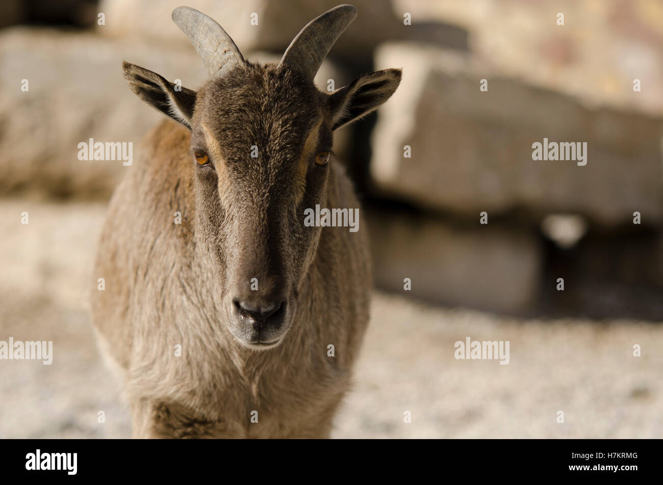 Beautiful ibex hi-res stock photography and images - Alamy