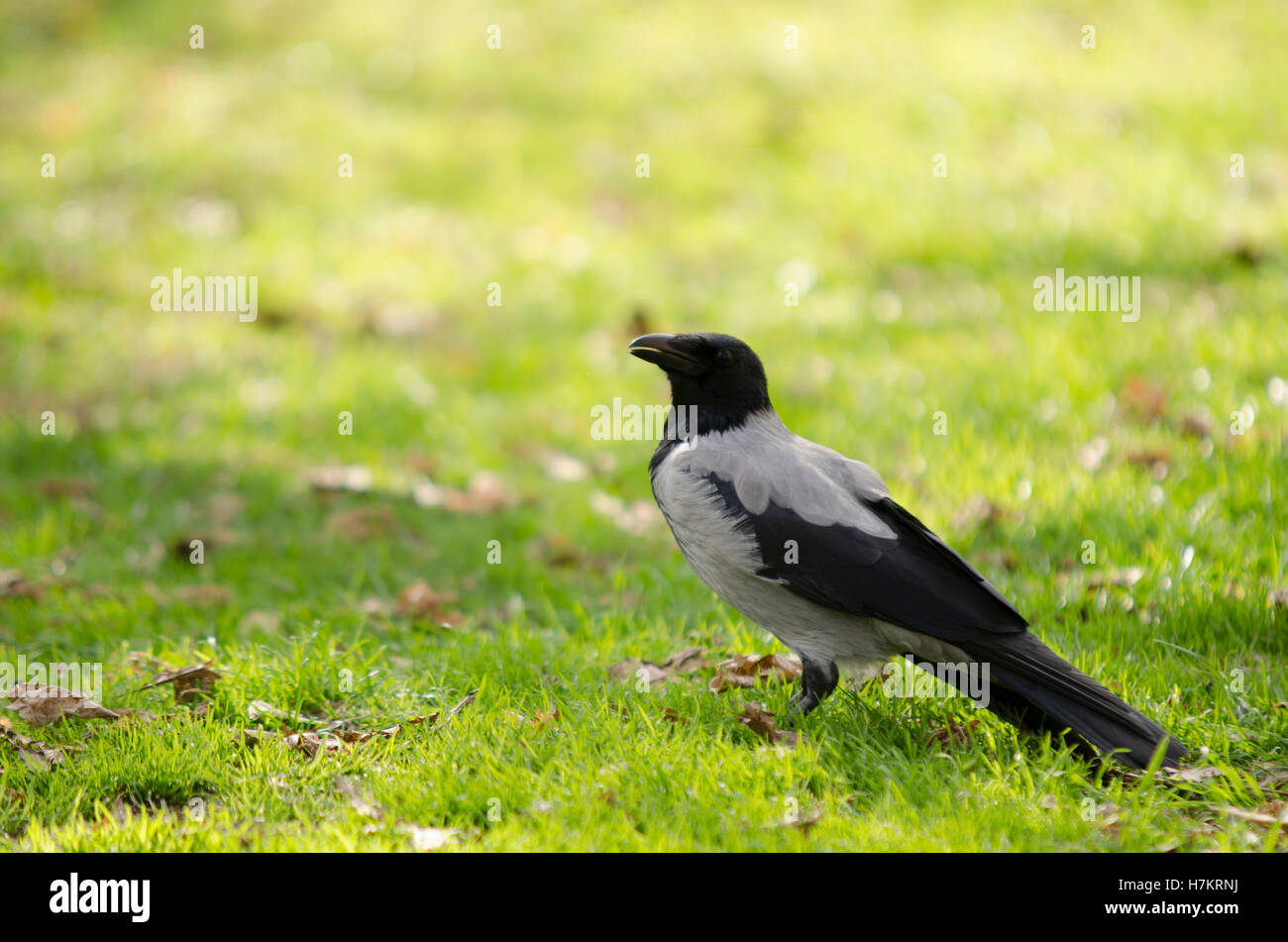 Gray raven in park Stock Photo - Alamy