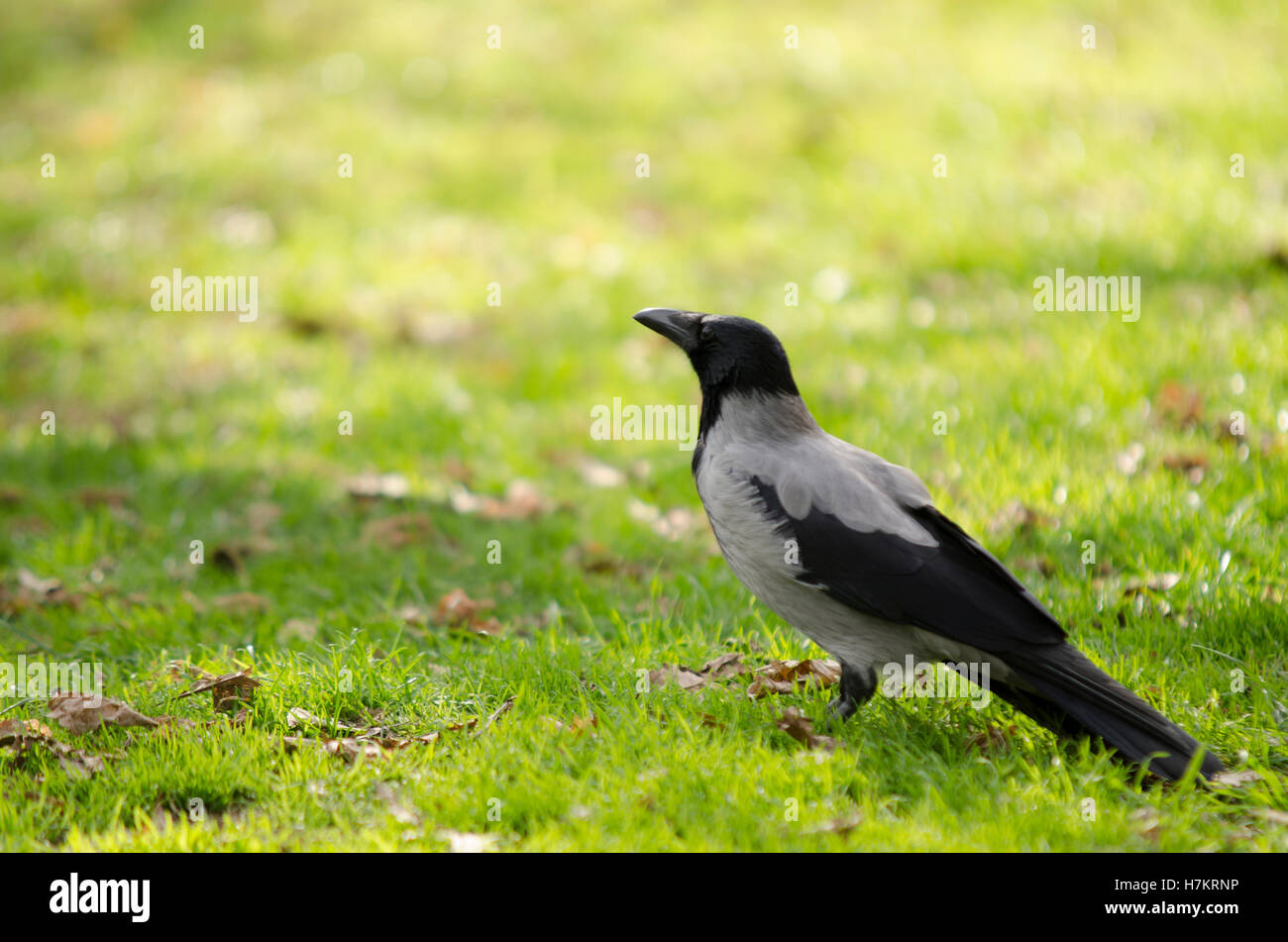 Gray raven in park Stock Photo - Alamy