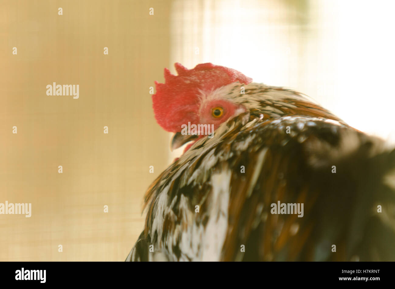 Chicken up close Stock Photo - Alamy