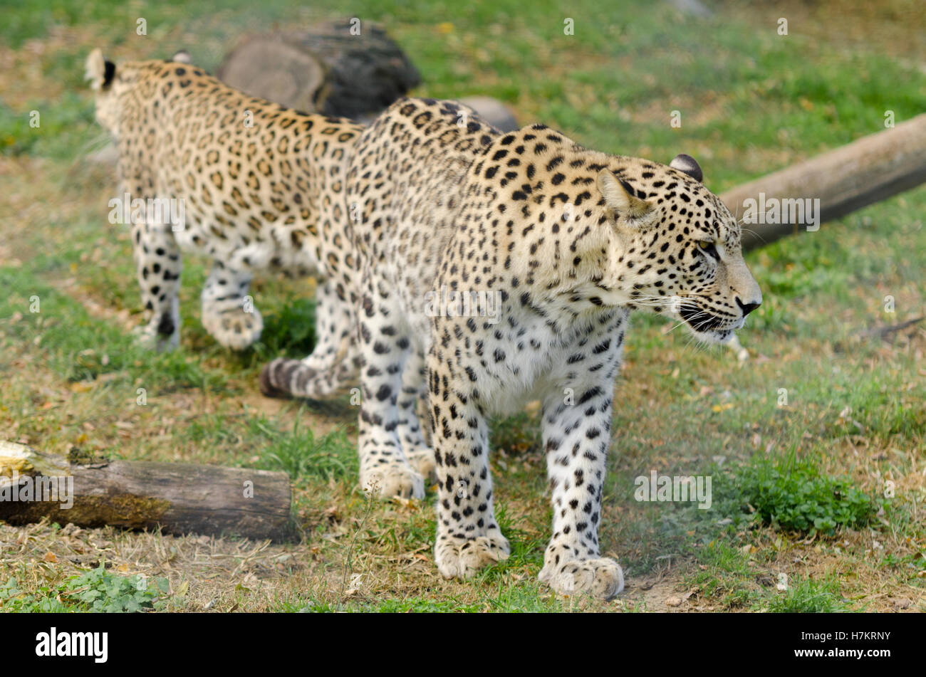 Two leopards move past each other Stock Photo - Alamy