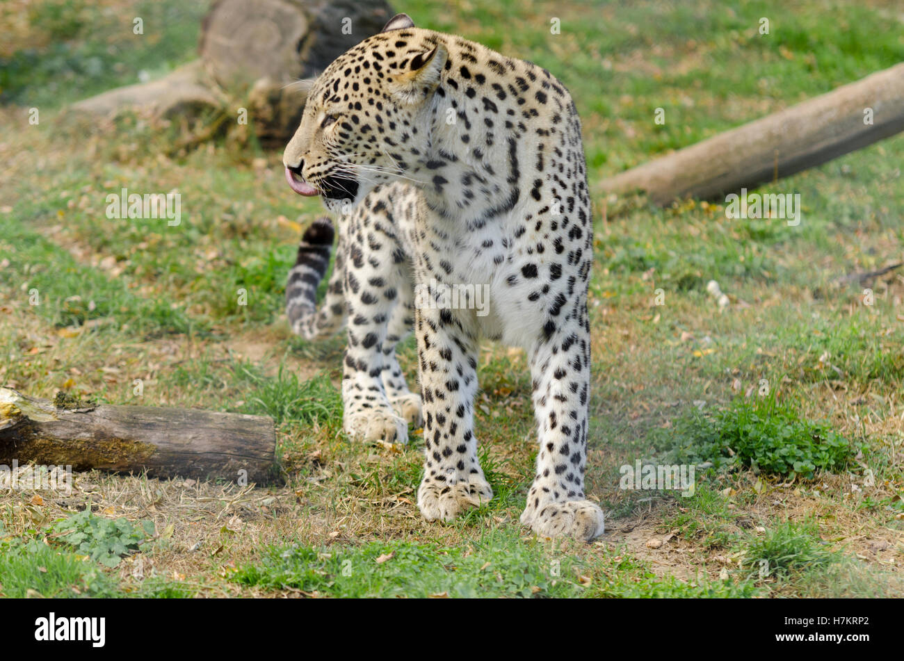 Amur leopard closeup hi-res stock photography and images - Alamy