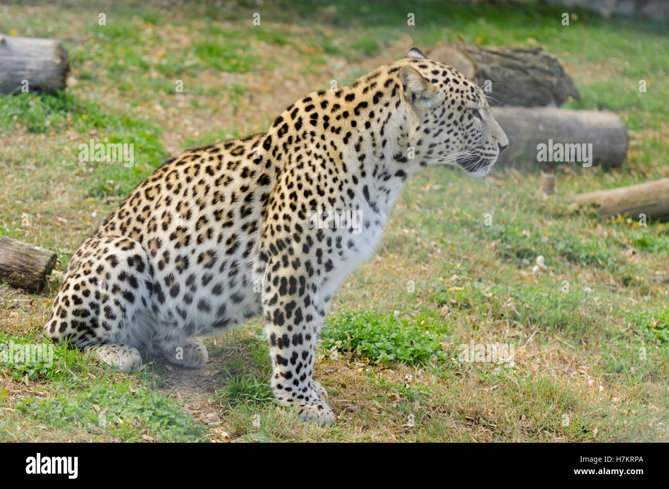 Leopard sitting in the park Stock Photo - Alamy