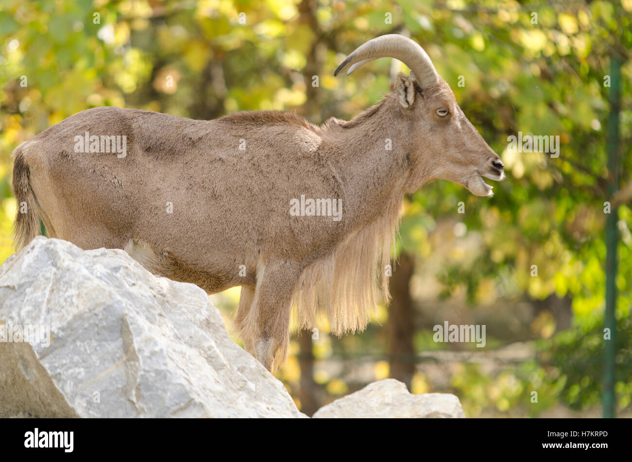 Beautiful male ibex mountain goat hi-res stock photography and images ...