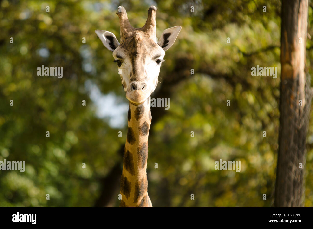 High of the giraffe hi-res stock photography and images - Alamy