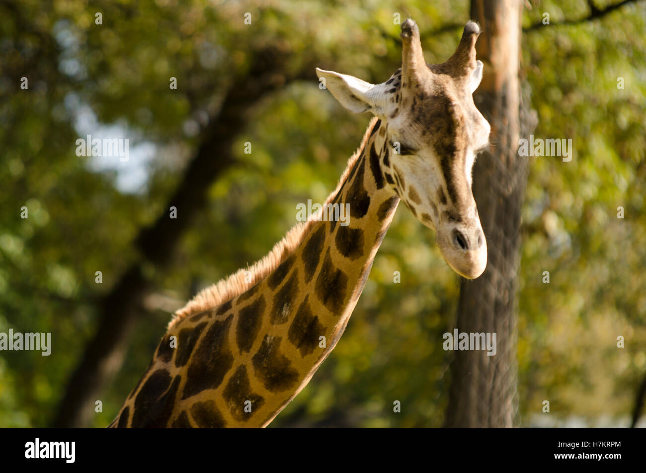High of the giraffe hi-res stock photography and images - Alamy