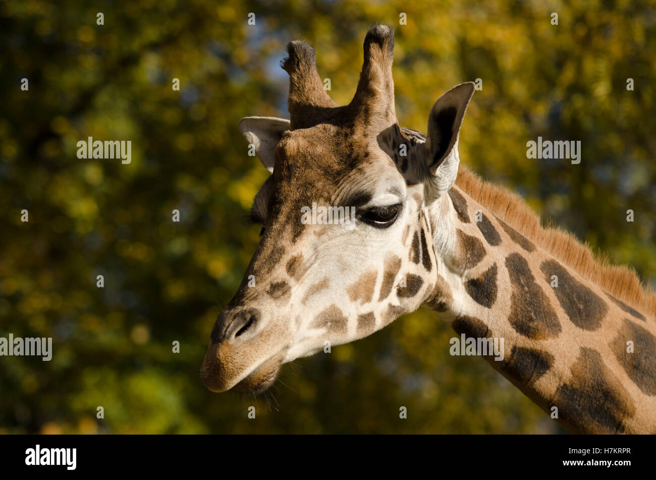 High of the giraffe hi-res stock photography and images - Alamy