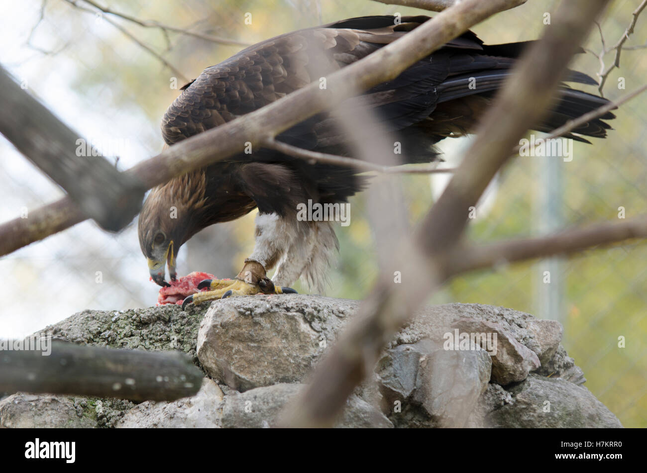 Eats bird hi-res stock photography and images - Alamy