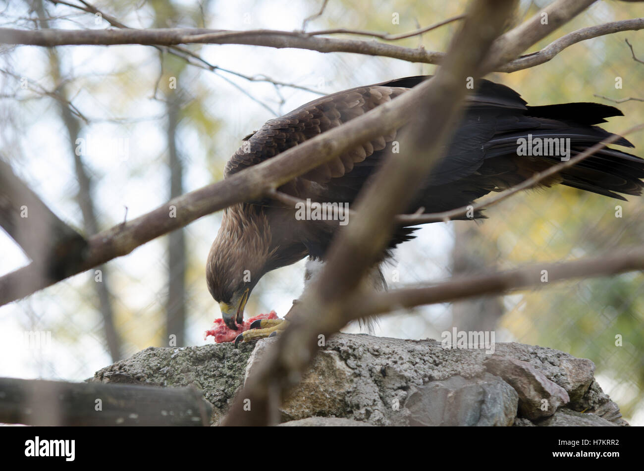 Eagle eats meat Stock Photo - Alamy