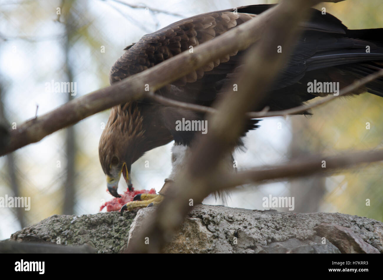 Eagle eats meat Stock Photo - Alamy