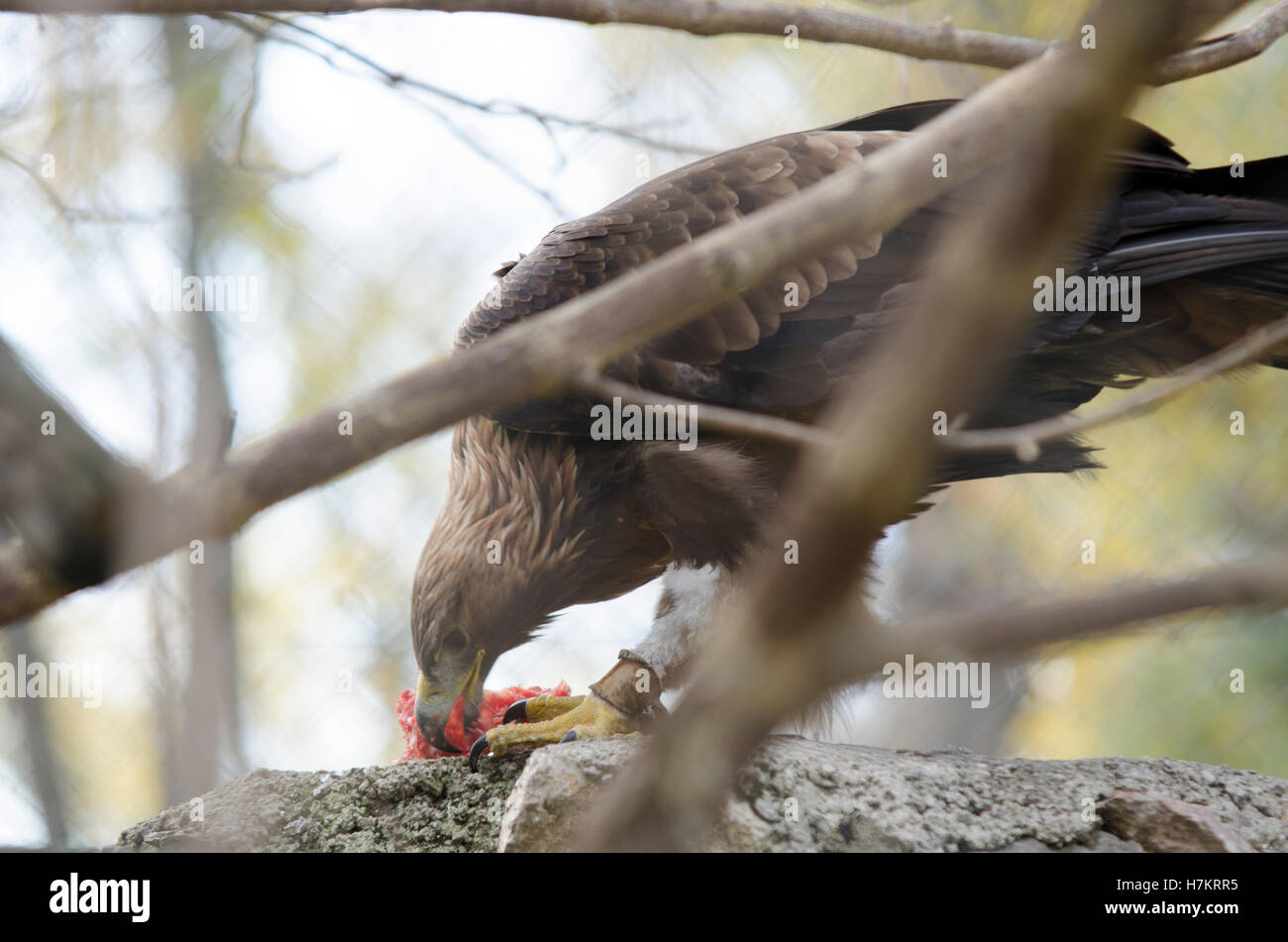Eagle eats meat Stock Photo - Alamy