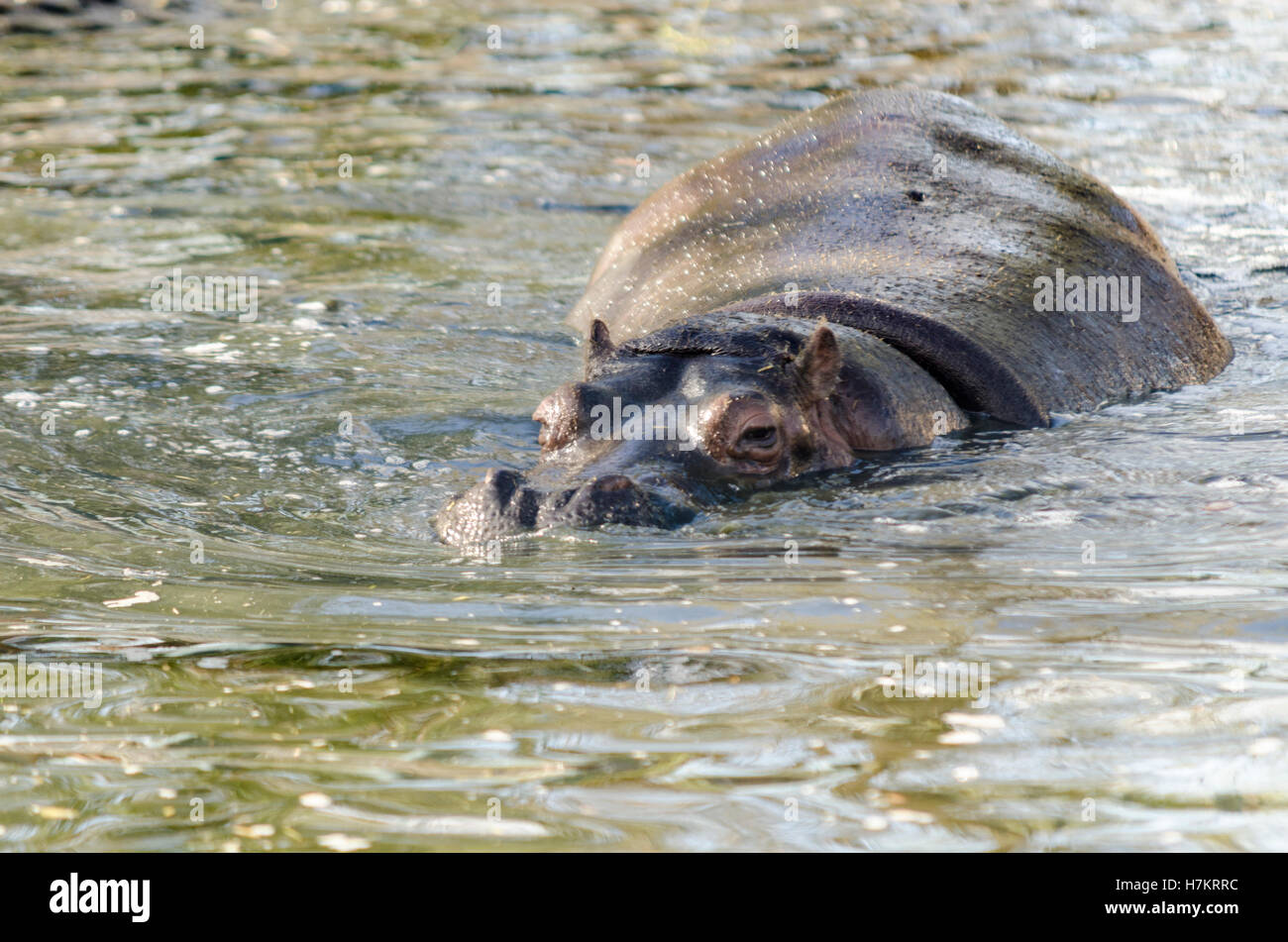 Hippo in white background hi-res stock photography and images - Alamy