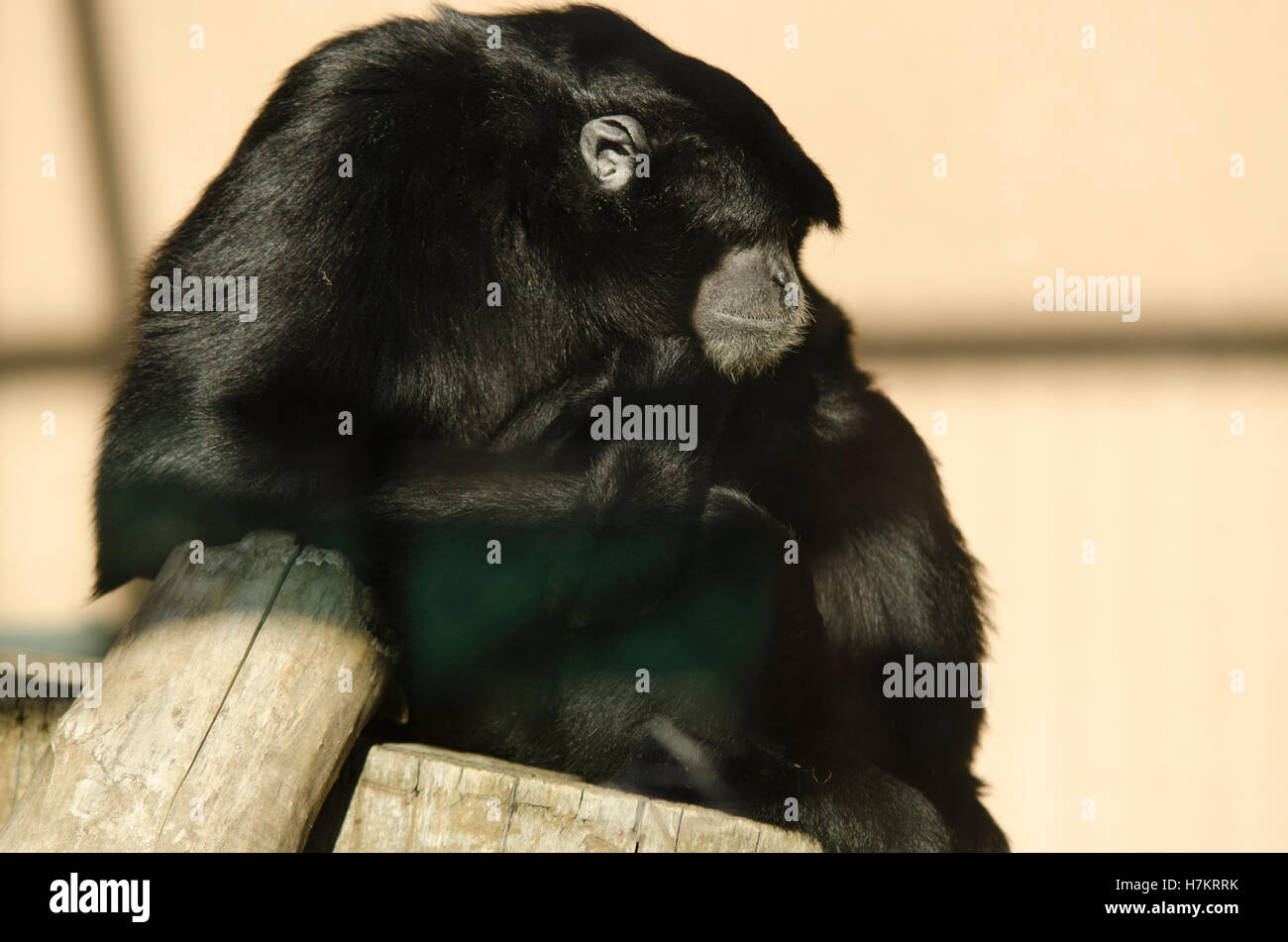 Monkey fur hi-res stock photography and images - Alamy