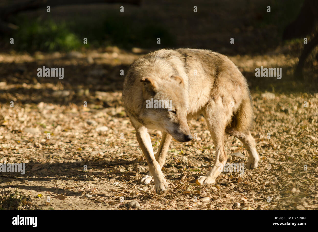 Gray wolf in the forest Stock Photo - Alamy