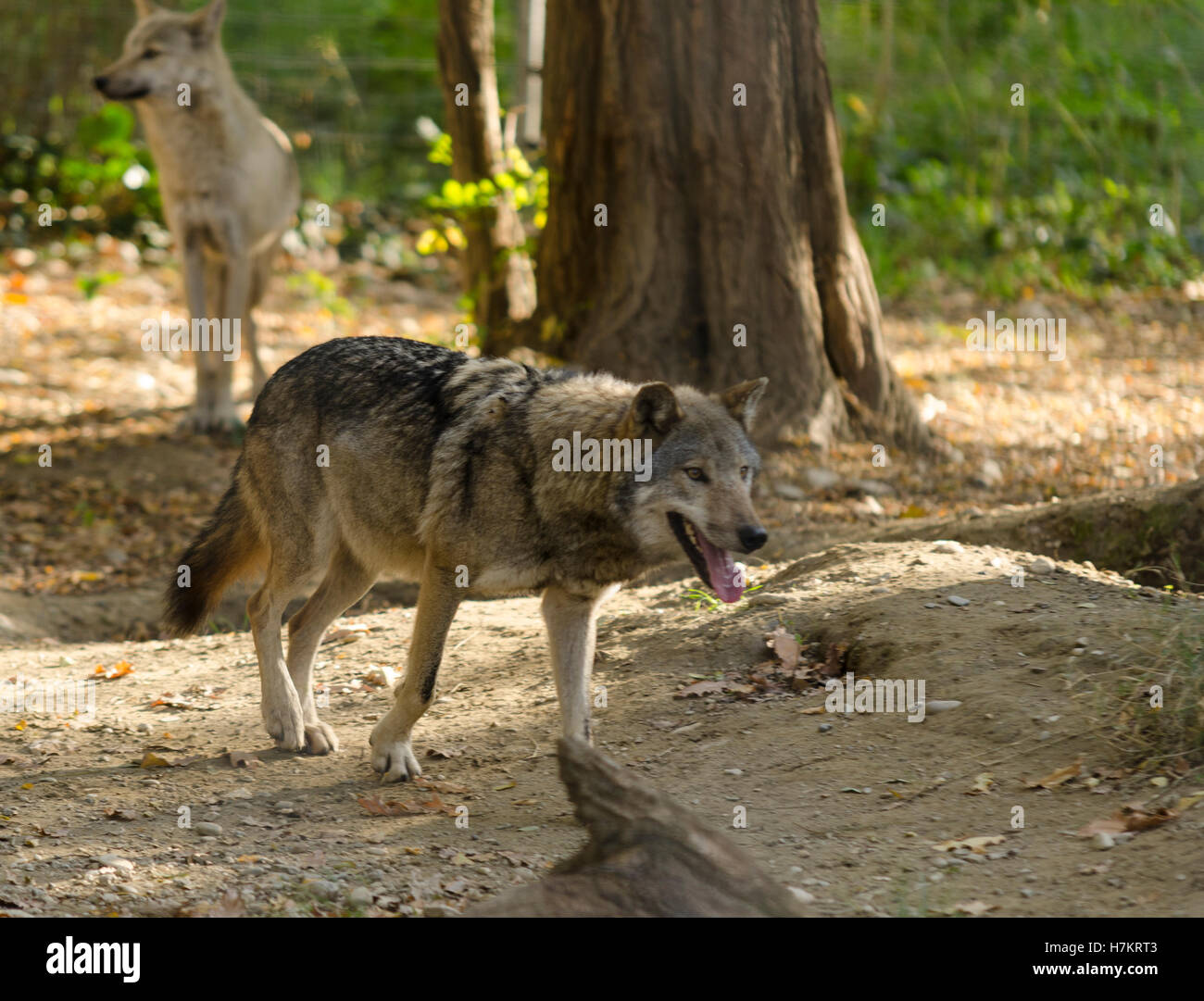 Gray wolf in the forest Stock Photo - Alamy