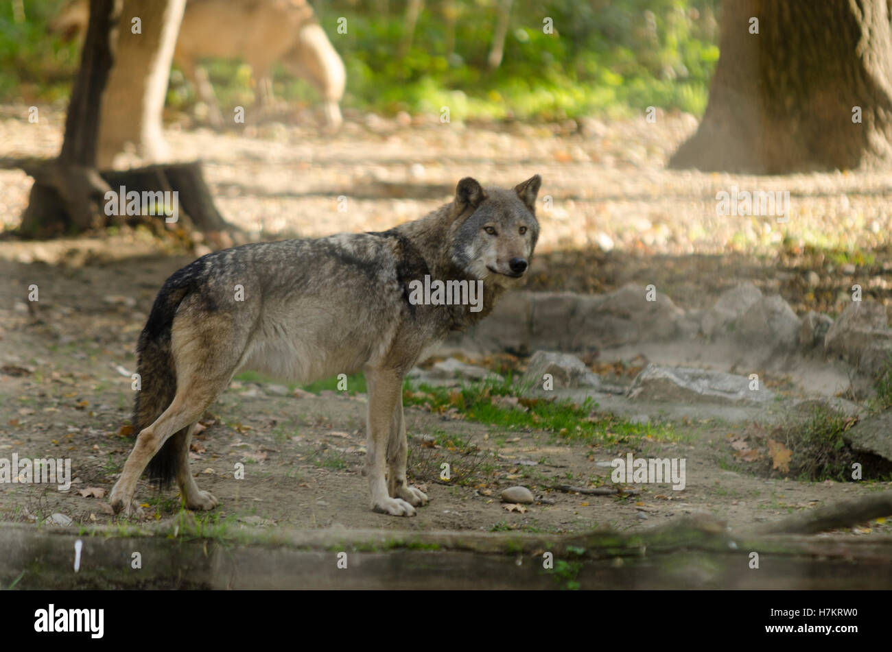 Gray wolf in the forest Stock Photo - Alamy