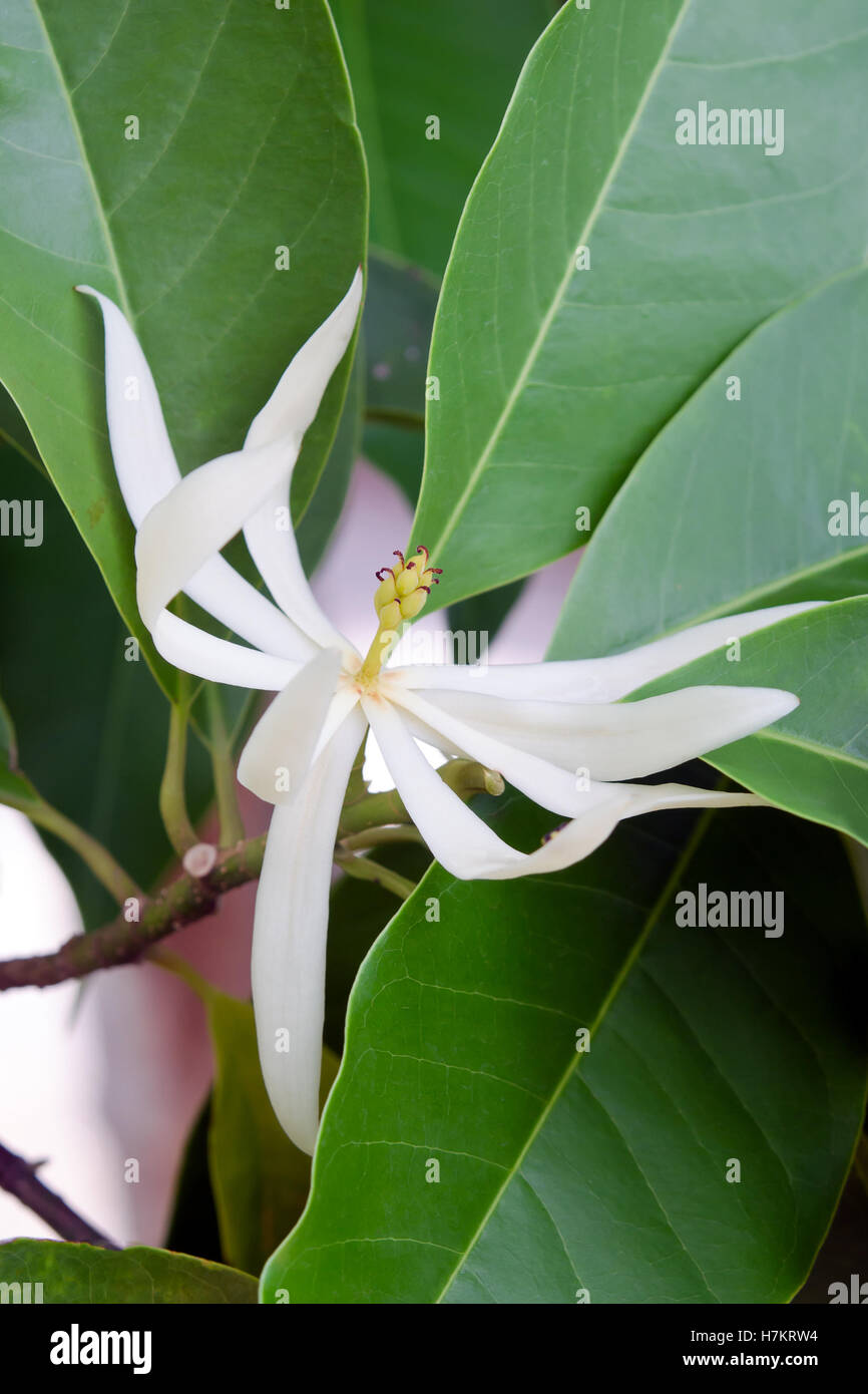Champaka flower (Also called as Michelia alba champak, Michelia ...