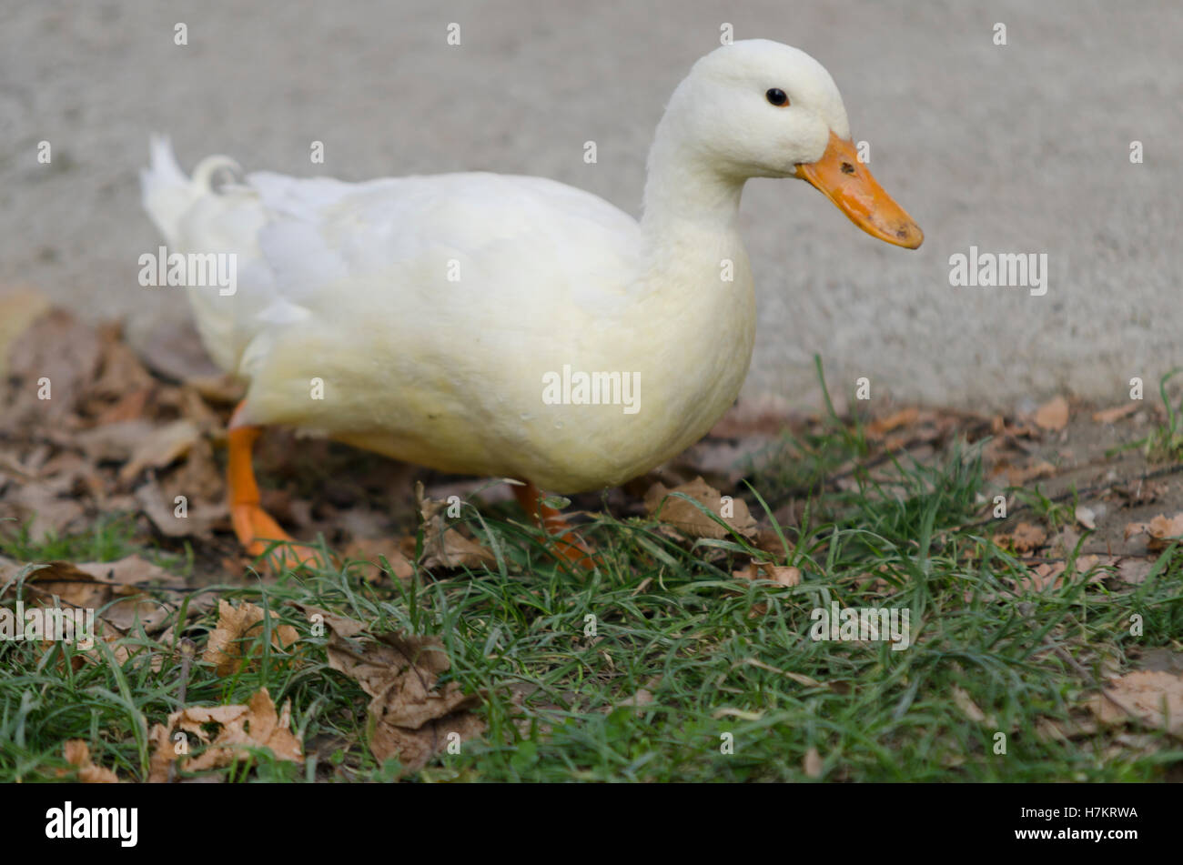 Domestic duck wing hi-res stock photography and images - Alamy