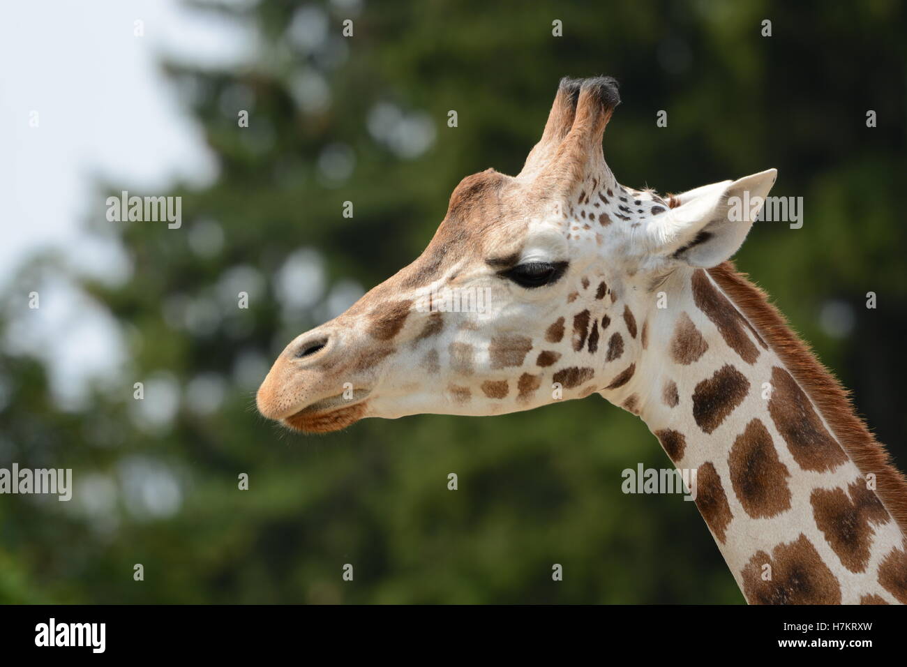 Giraffes head hi-res stock photography and images - Alamy
