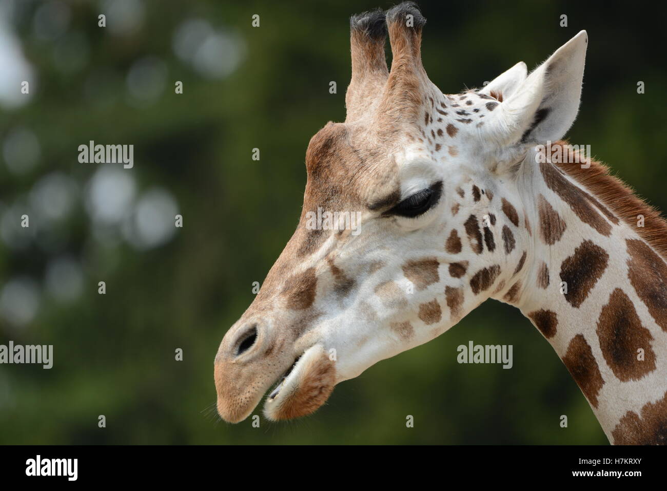 HEAD OF A GIRAFFE Stock Photo - Alamy