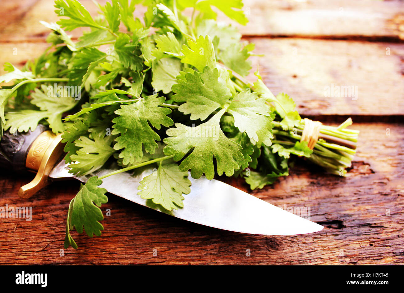 Coriander growing hi-res stock photography and images - Alamy