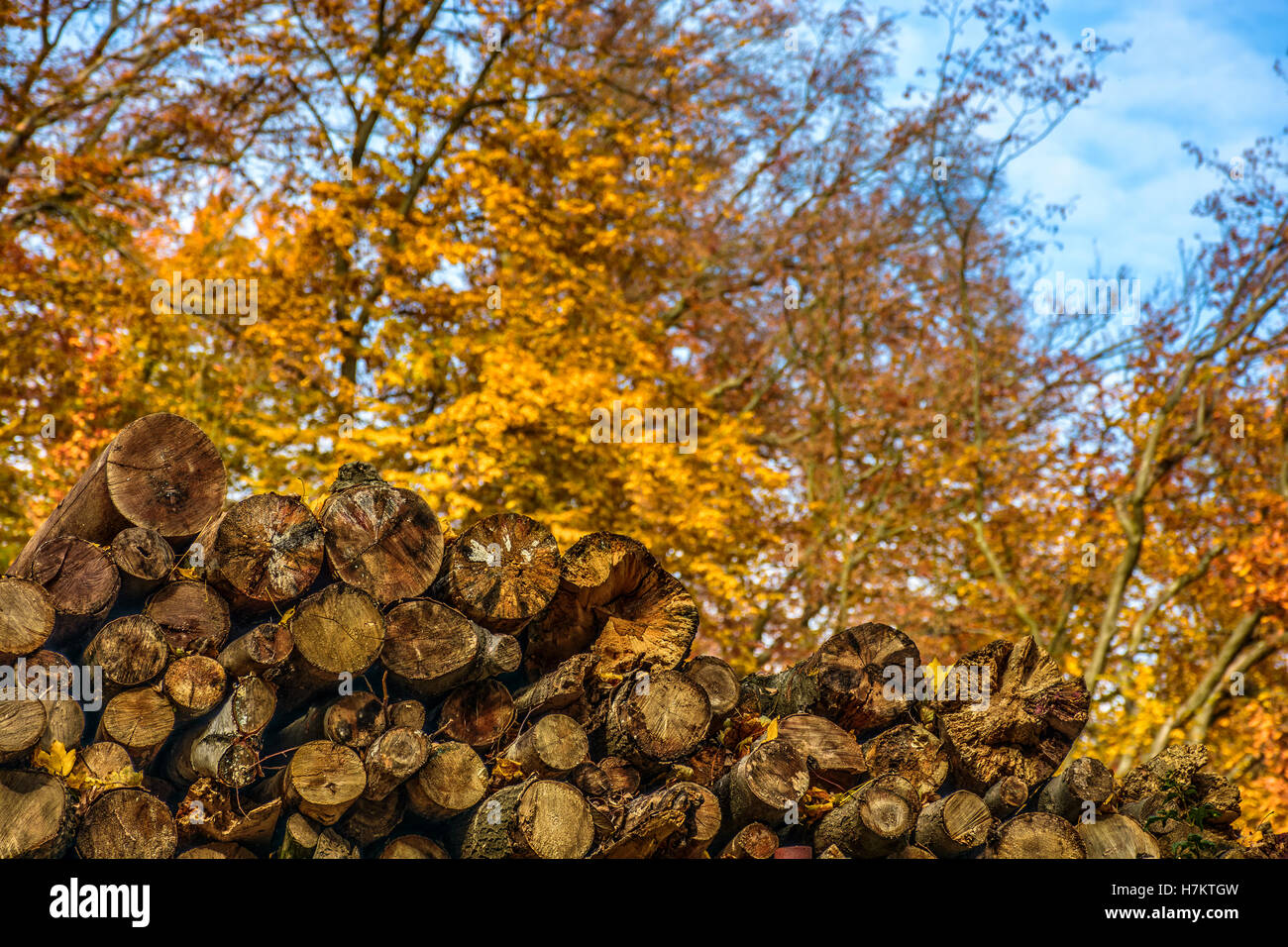 Yellow dry chopped conifer firewood logs on autumn forest background ...