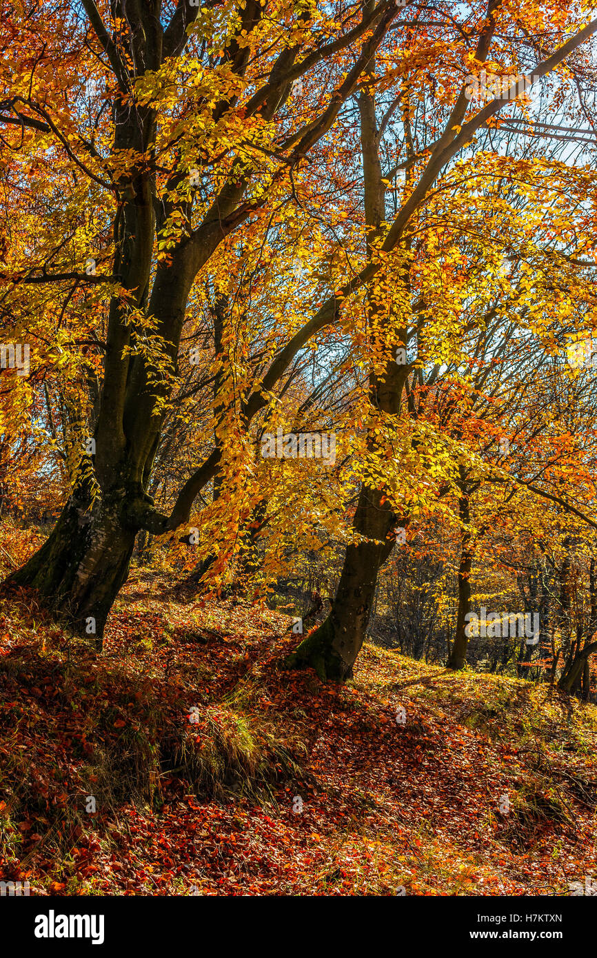 tall trees on hillside with yellow and red foliage in autumn forest on ...