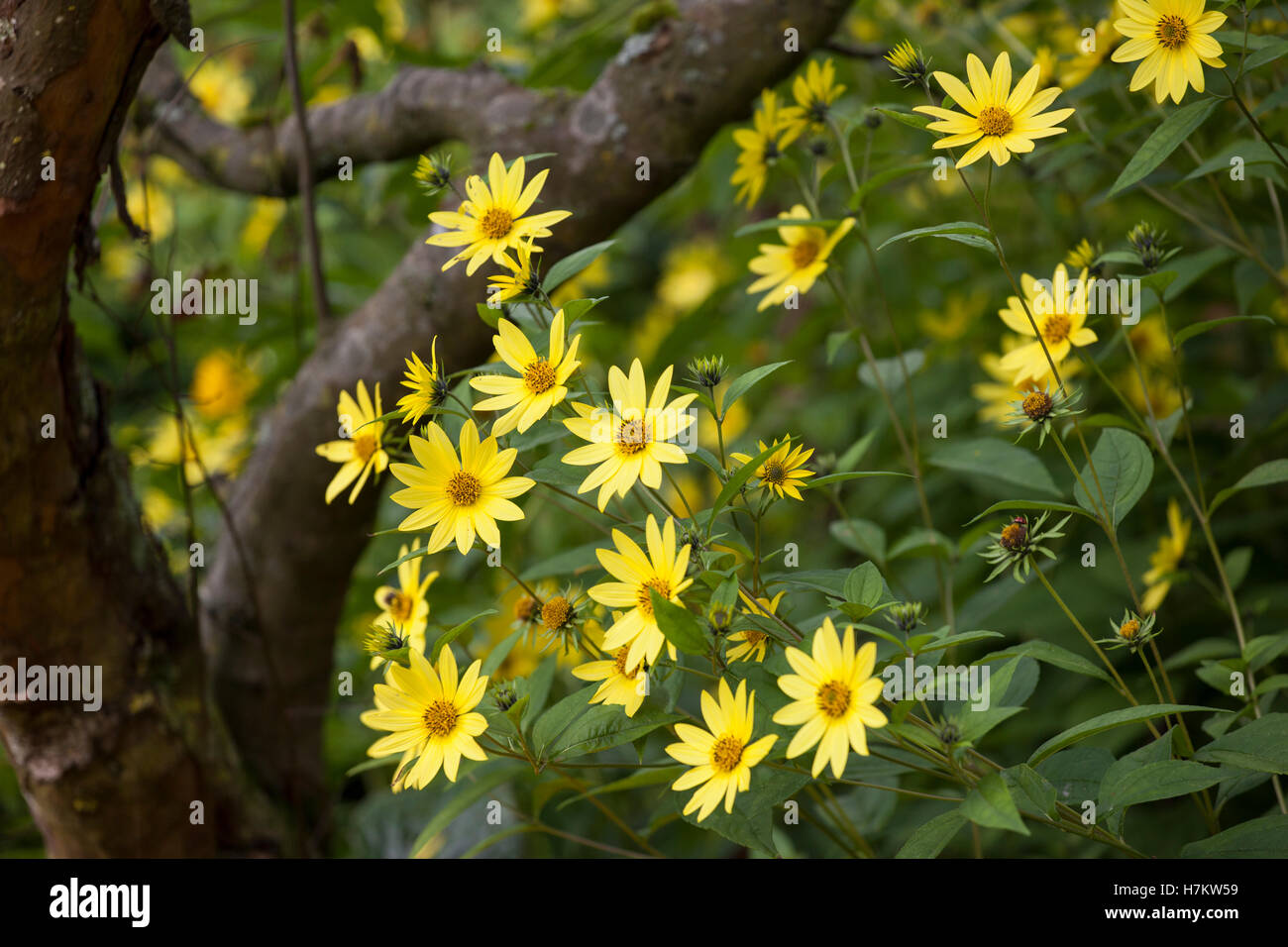 Helianthus Lemon Queen in flower, England, UK Stock Photo - Alamy
