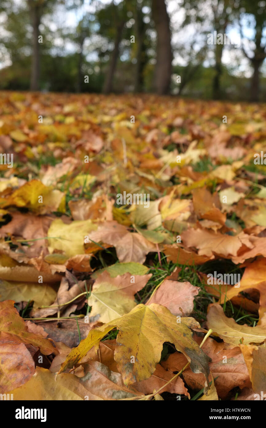 Autumn fall leaf litter on the woodland floor Stock Photo - Alamy