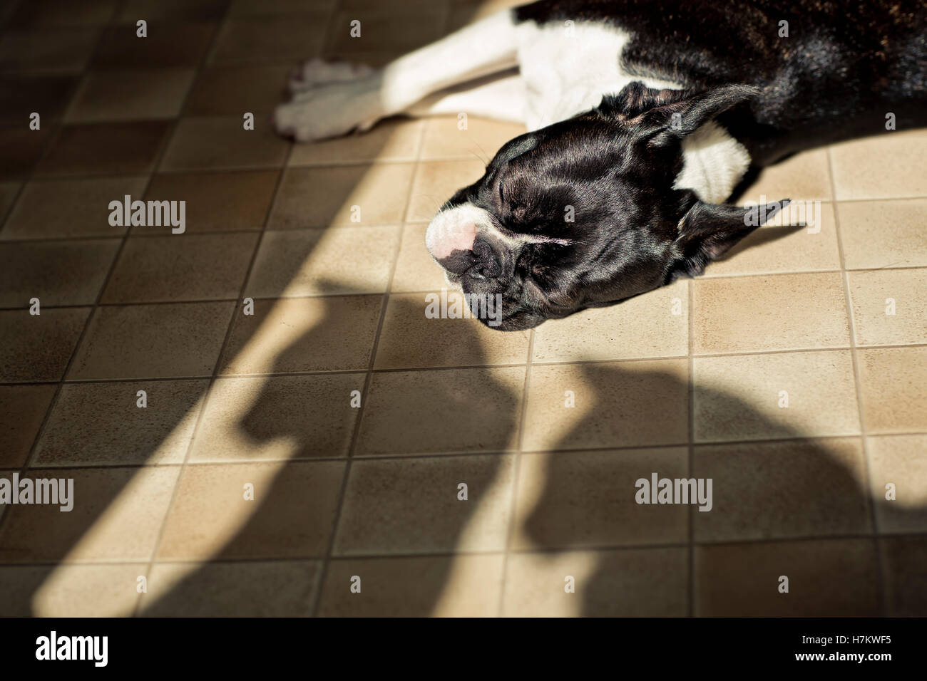 Boston Terrier relaxing in the sun with 2 cat shadows of cats watching ...