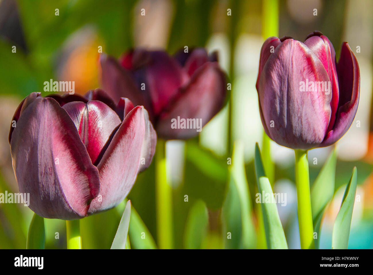 Three Queen of the Night black tulips in Spring sunshine Stock Photo ...