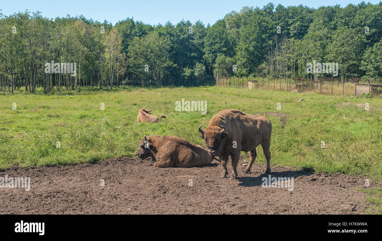 Bison hunting hi-res stock photography and images - Alamy