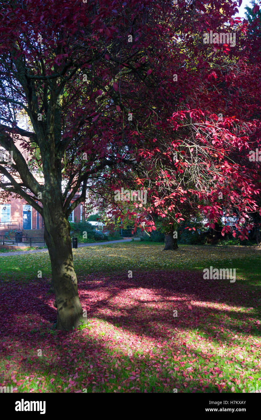Glebe Gardens in Basingstoke town centre, Hampshire Stock Photo - Alamy