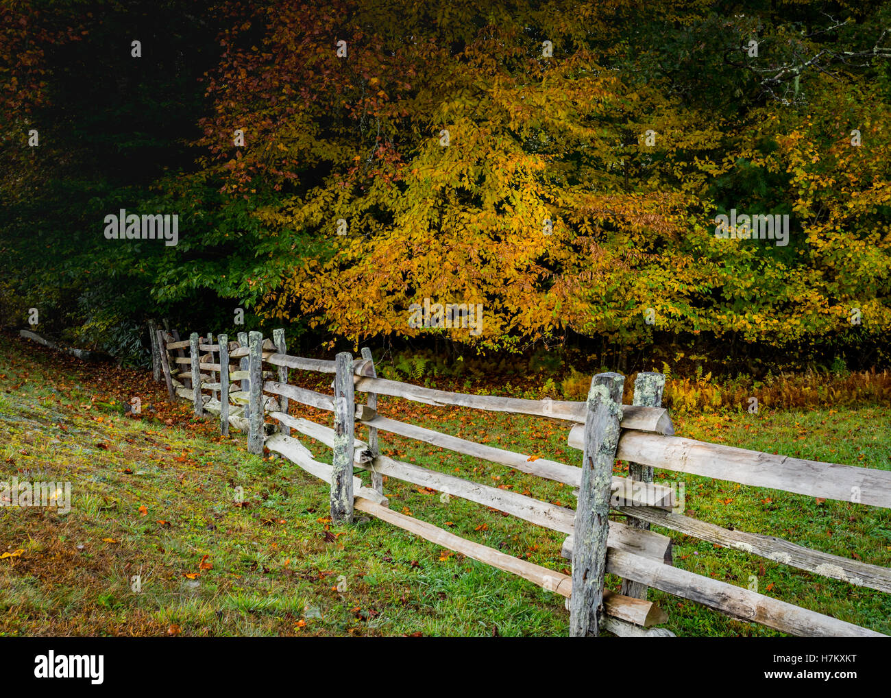 Yellow Tree Behind a Split Rail Fence in Autumn Stock Photo - Alamy