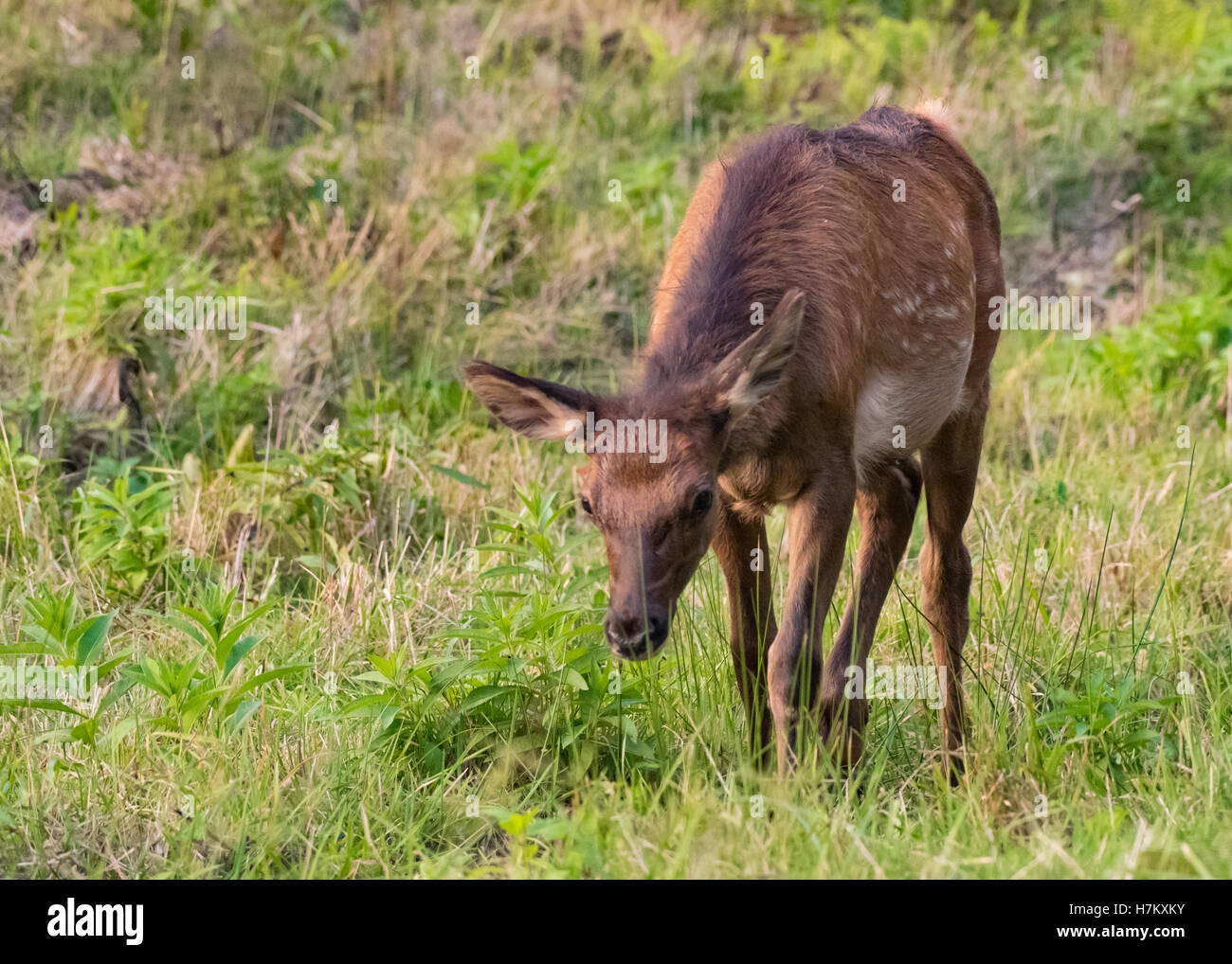 Spotted elk hi-res stock photography and images - Alamy